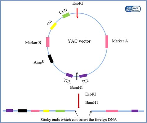 Difference Between Yac And M13 Phage Vector Compare The Difference
