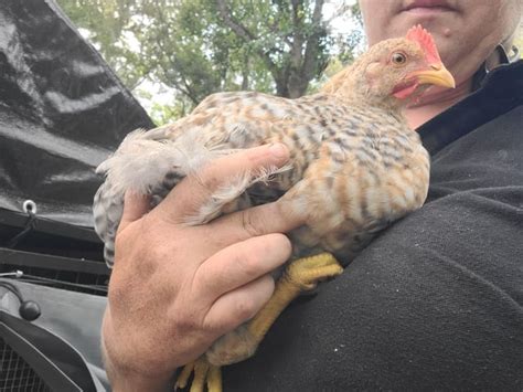 Chicken Sexbreed Guessing Game Rchickens