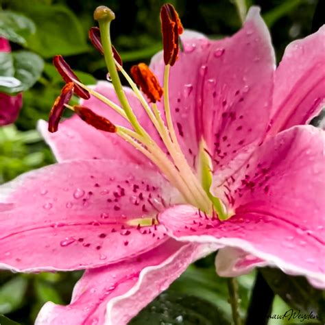 Japanese Lily By Ime Photography On Deviantart