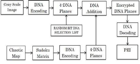 Figure 1 From Partial Gray Scale Image Encryption Based On Dna Encoding