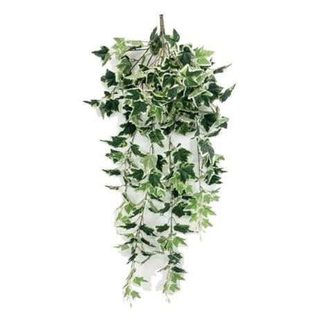 English Ivy Bush With Leaves Green White EleganzaFloral