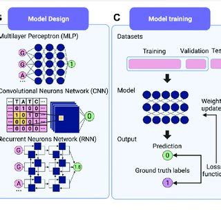 Schematic Overview Of Deep Learning Workflow A Data Processing Download Scientific