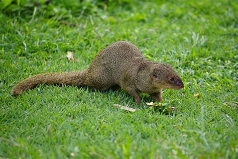 Hawaiian Weasel