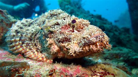 The Worlds Most Dangerous Fish