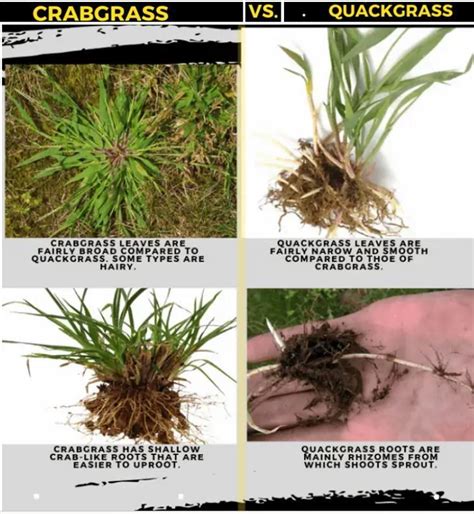 Crabgrass Versus Quackgrass Crab Grass Warm Season Grass Grass Weeds