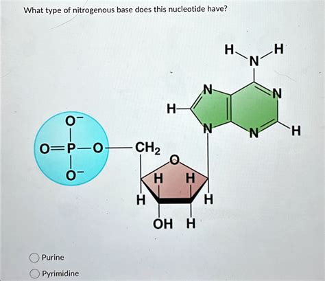 Solved What Type Of Nitrogenous Base Does This Nucleotide Have Purine Pyrimidine