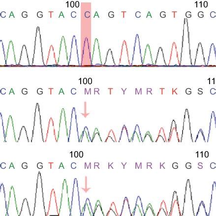 Figure S Represents DNA Sequence Analysis Of Exon Notes The