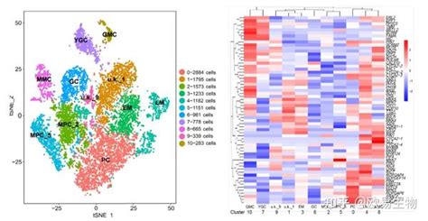 单细胞转录组测序 单细胞测序教你玩转植物单细胞发文新思路！ 知乎