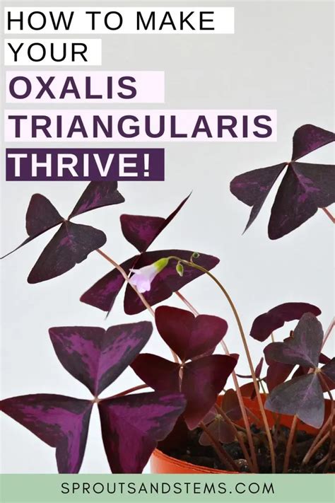 Oxalis Triangularis Artofit
