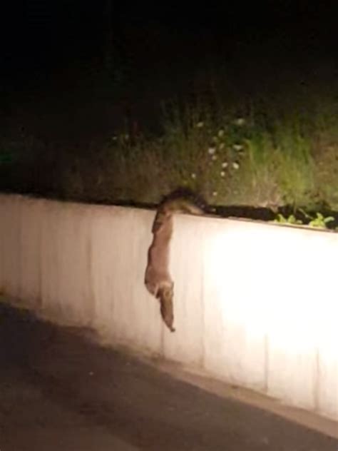 Una Mamá Mapache Demuestra Ser La Más Inteligente Y Astuta De Los Mamíferos Asombroso