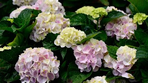 6 Shade Loving Hydrangeas Perfect For Low Sun Gardens