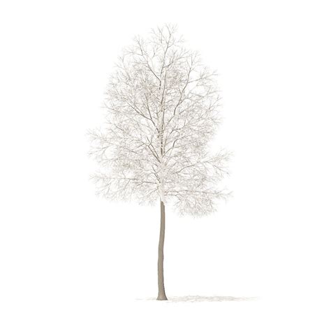 American Elm With Snow 62m Modèle 3d Télécharger Other Author Format