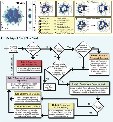 Figure 2 From Phenotypic Transition Maps Of 3d Breast Acini Obtained By