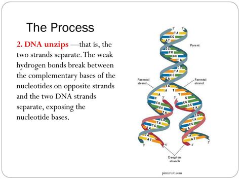 PPT Blueprint Of Life Topic DNA Functioning PowerPoint Presentation ID