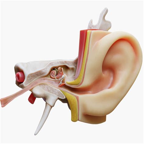 Ear Anatomy Structure Open 3d Model By Zames1992d
