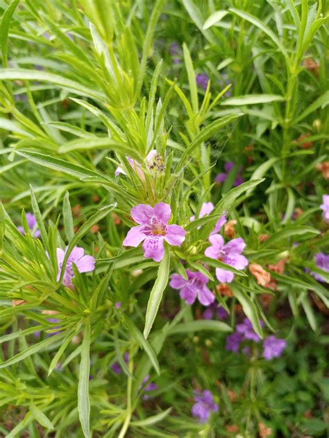 Dyschoriste Linearis Native Plant Society Of Texas
