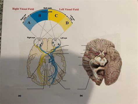 Visual Pathway To Brain Diagram Quizlet