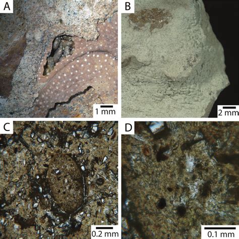 Fecal Pellets From Scavengers Preserved In Volcanic Sediments A