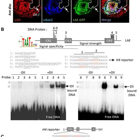 3 Mitotic Recombination Using The Flpfrt System In Cells