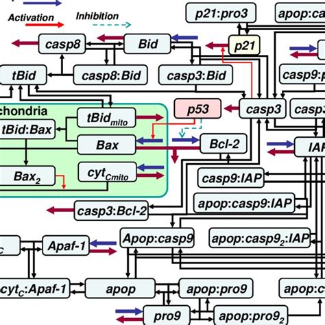 Figure S3 Apoptosis Induction System Reaction Scheme Blue And Russet