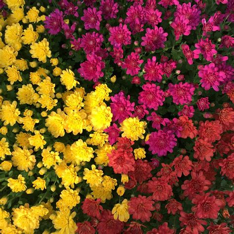 Tricolor Mum Confetti Garden Virgo Apple Valley Mn