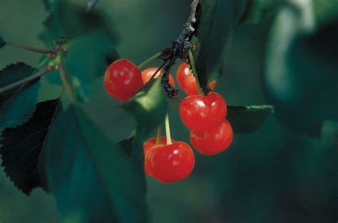 Dichotomous Key Examples For Fruit