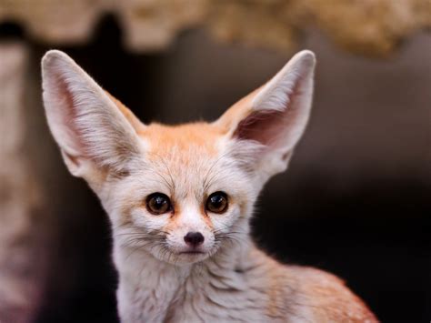 Fennec Fox Desktop Wallpaper 6003x3650