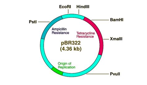 Difference Between Genomic Dna And Plasmid Dna