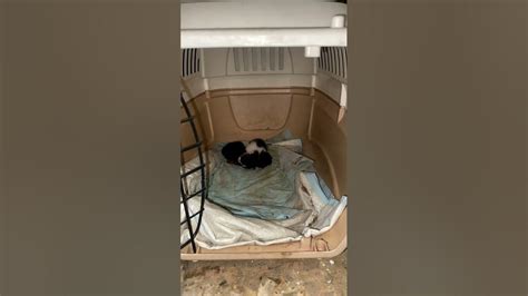 ẞimba Meow 👉🐱 Youtube