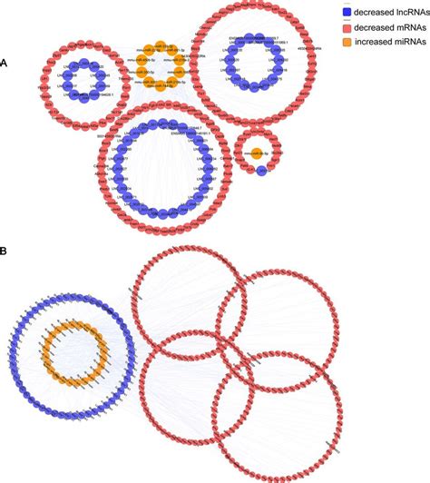 Identified Lncrna Associated Cerna Networks In Appps1 Mice The Cerna Download Scientific