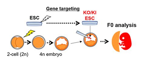 Organ Developmental Engineering Naist Bs