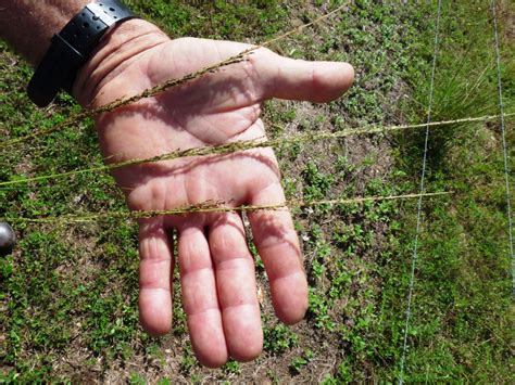 Landcarent Rats Tail Grass On The March