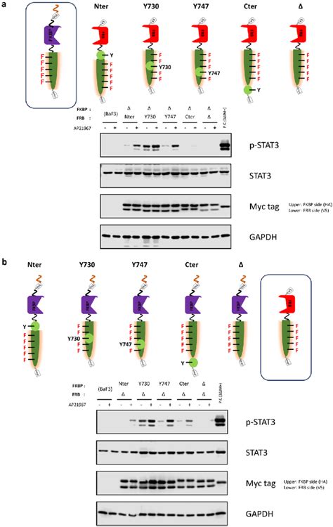 Investigating Positional Effects For A Tyrosine Motif The Download Scientific Diagram