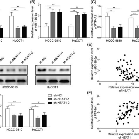Relative Nuclear Enriched Abundant Transcript 1 Neat1 Mir‐186‐5p