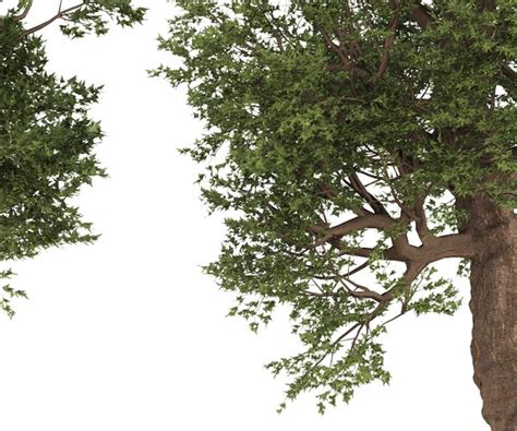 Artstation Trident Maple Tree 2 Trees Game Assets