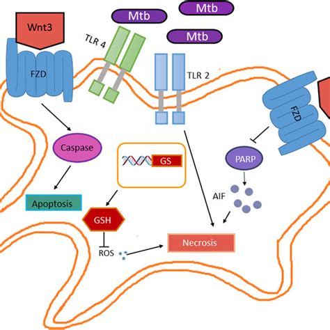 Nucleotide Binding Oligomerization Domain 2 Nod2 And The Activation