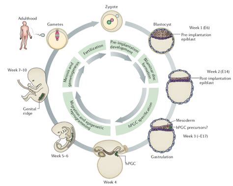 Epigenetics Of The Mammalian Germline By Metacelsus
