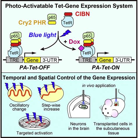 Light Control Of The Tet Gene Expression System In Mammalian Cells