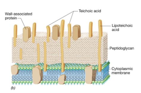 Bacterial Structure Function Relationships Cole Flashcards Quizlet