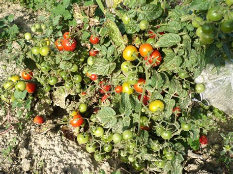 Tomate Tiny Tim Les Graines De Tomatofanny
