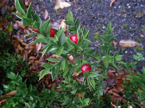 Ruscus Botanics Stories