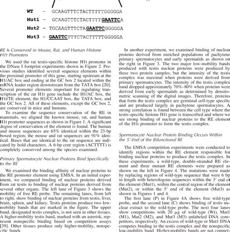 Diagram Of The Testis Specific Histone H1t Promoter This Figure Download Scientific Diagram