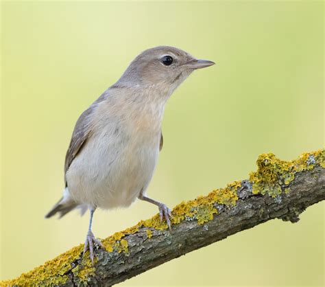 Garden Warbler Bird Facts Sylvia Borin