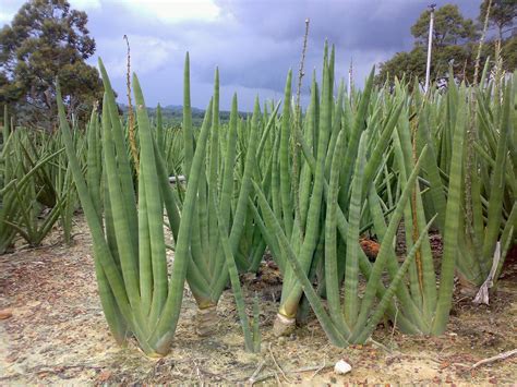 Succulents and More: Plant of the week: Sansevieria cylindrica ...