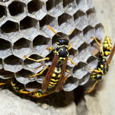 Is It Safe To Remove A Wasp Nest Yourself In Arizona