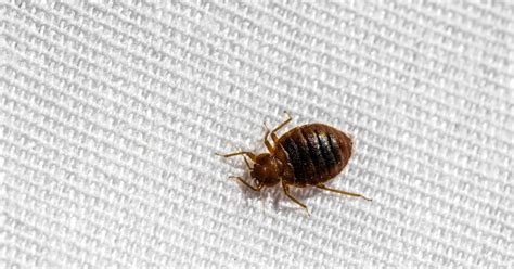 Bedbug Look Alikes Moxie Pest Control Termite Control And Local Pest