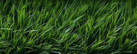 Premium Ai Image Grass Pattern In A Patchy Lawn
