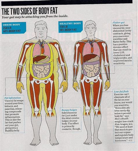 Emerson Villela Carvalho Jr Md How Fat Attacks Your Body