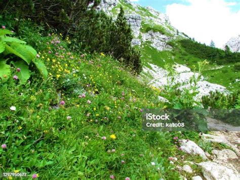 줄리안 알프스와 트리글라브 국립공원 슬로베니아의 뒤를 이어 노란색과 분홍색 꽃이 있는 다채로운 알프스 초원과 고산 지대 풍경 0명에 대한 스톡 사진 및 기타 이미지 Istock