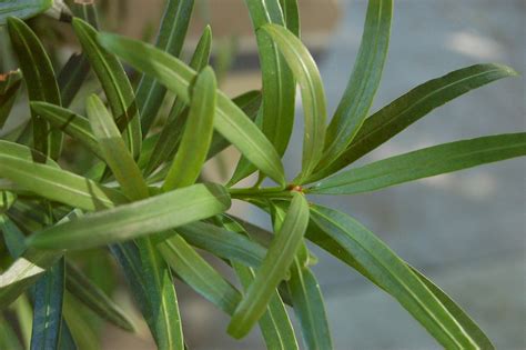 Podocarpus Macrophyllus Uf Ifas Assessment University Of Florida Institute Of Food And